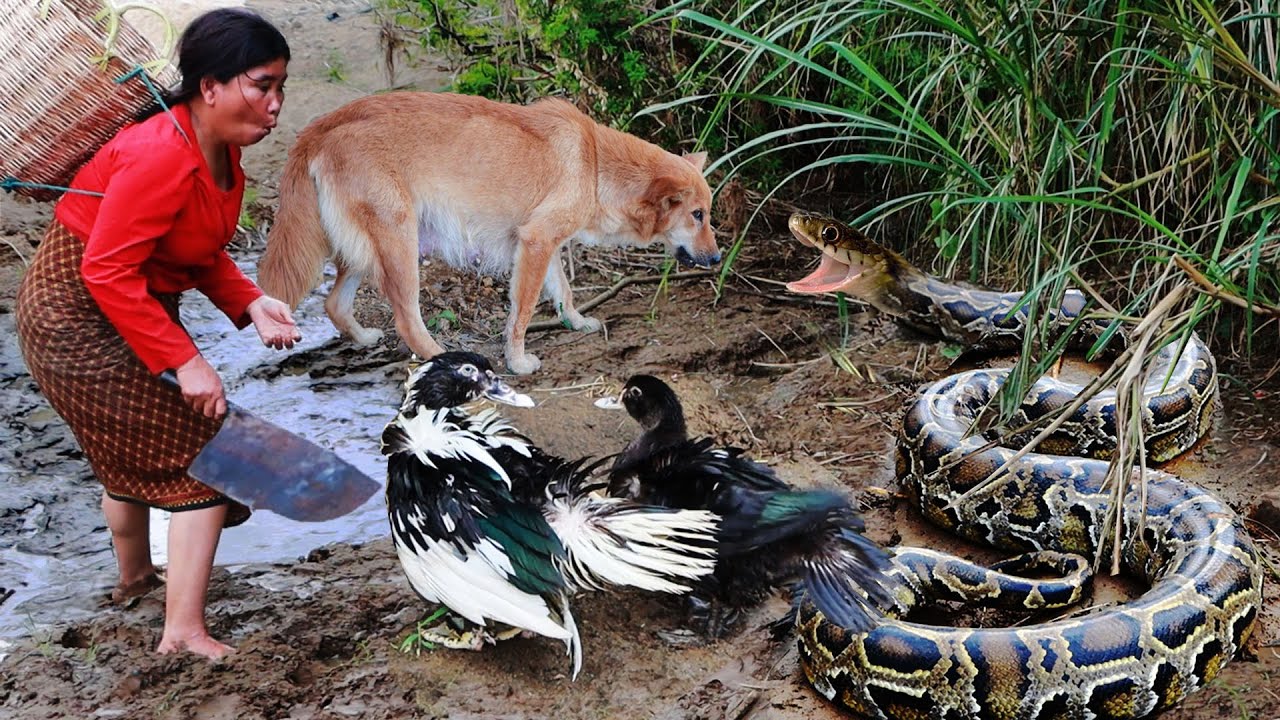 survival in the forest - finding food big snake with duck|duck Eating ...