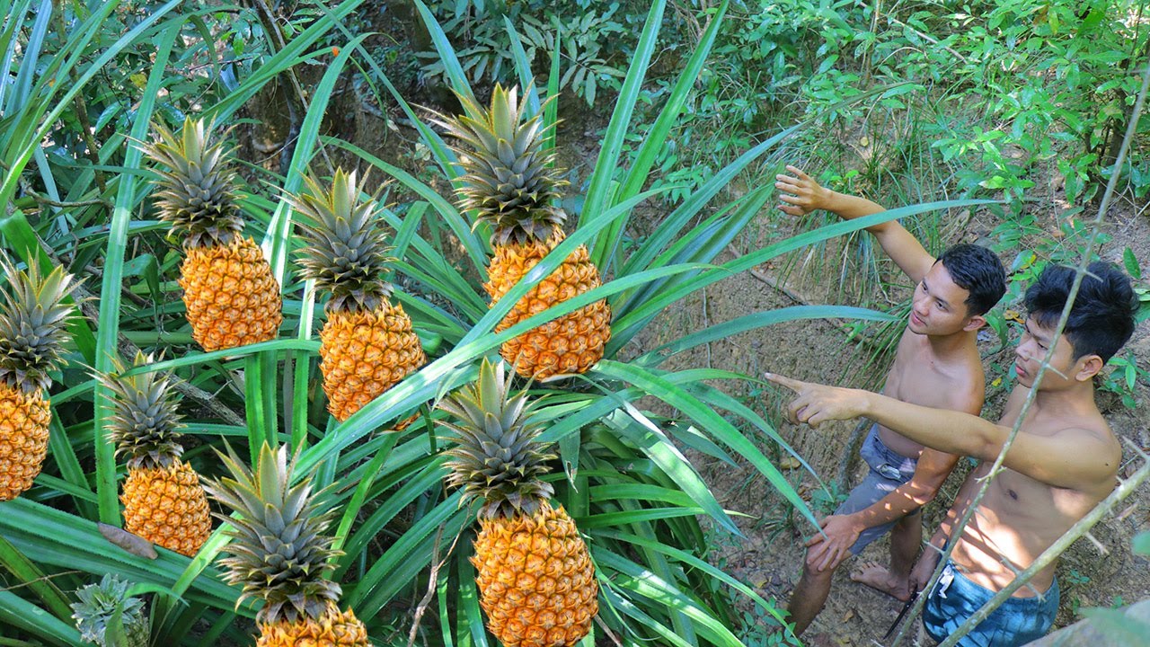 Find Wild Pineapple for Eat to Survival - SurvivalRelated