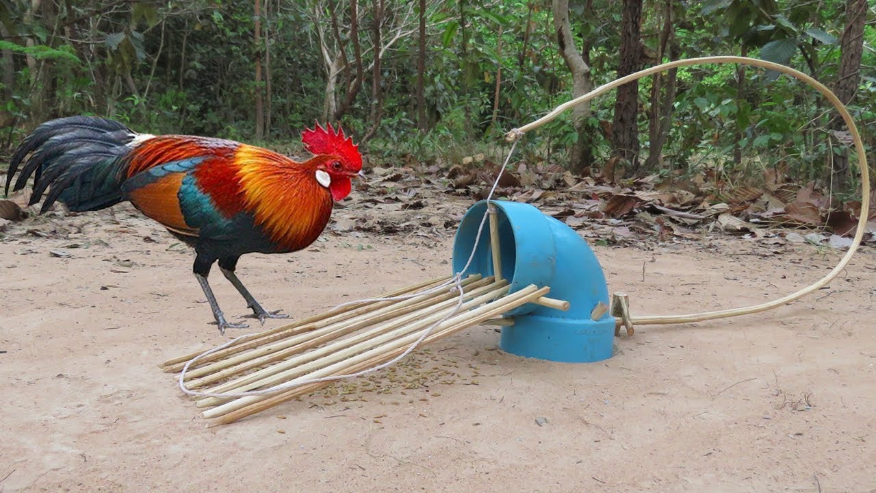 Creative Wild Chicken Trap Using Blue Pipe With Wood - Survival Wild ...