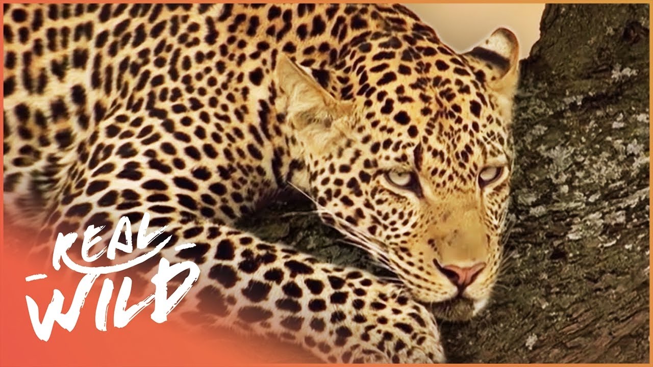 Baboons Vs Leopards: A Fight For Survival (Wildlife Documentary) | Real ...