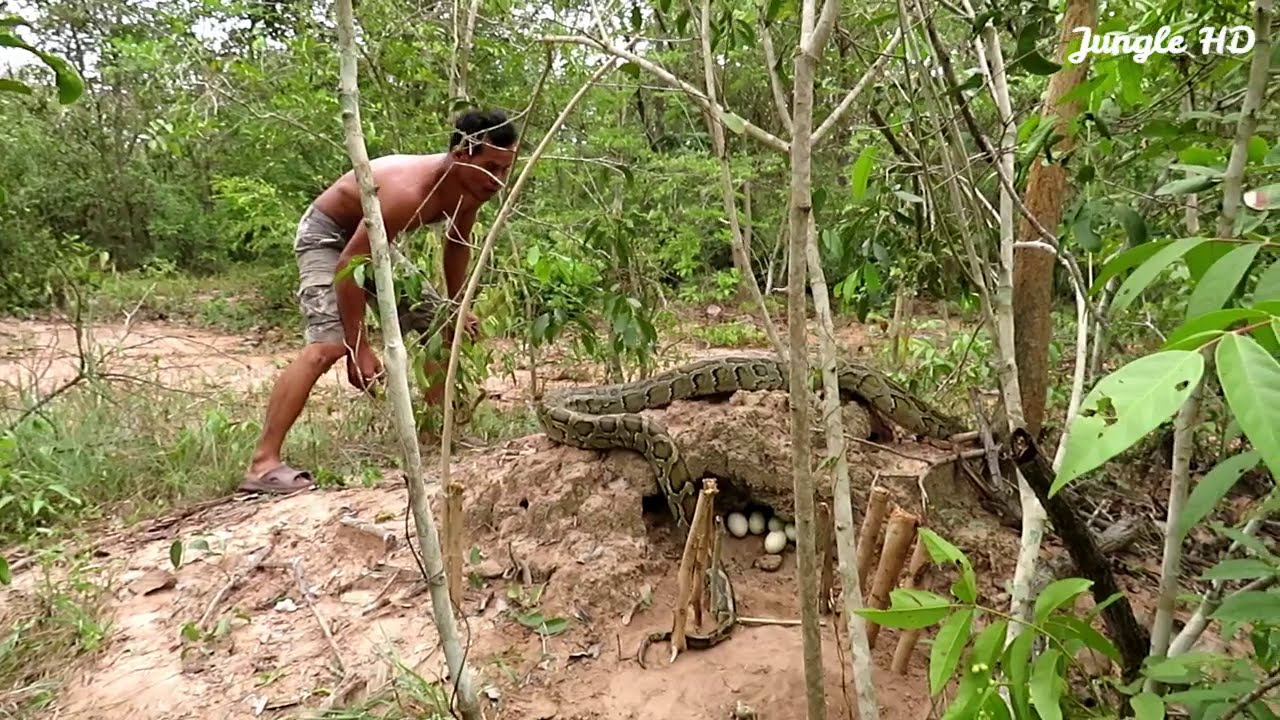 Survival Skills Technology: Amazing Quick Snake Trap Build From ...
