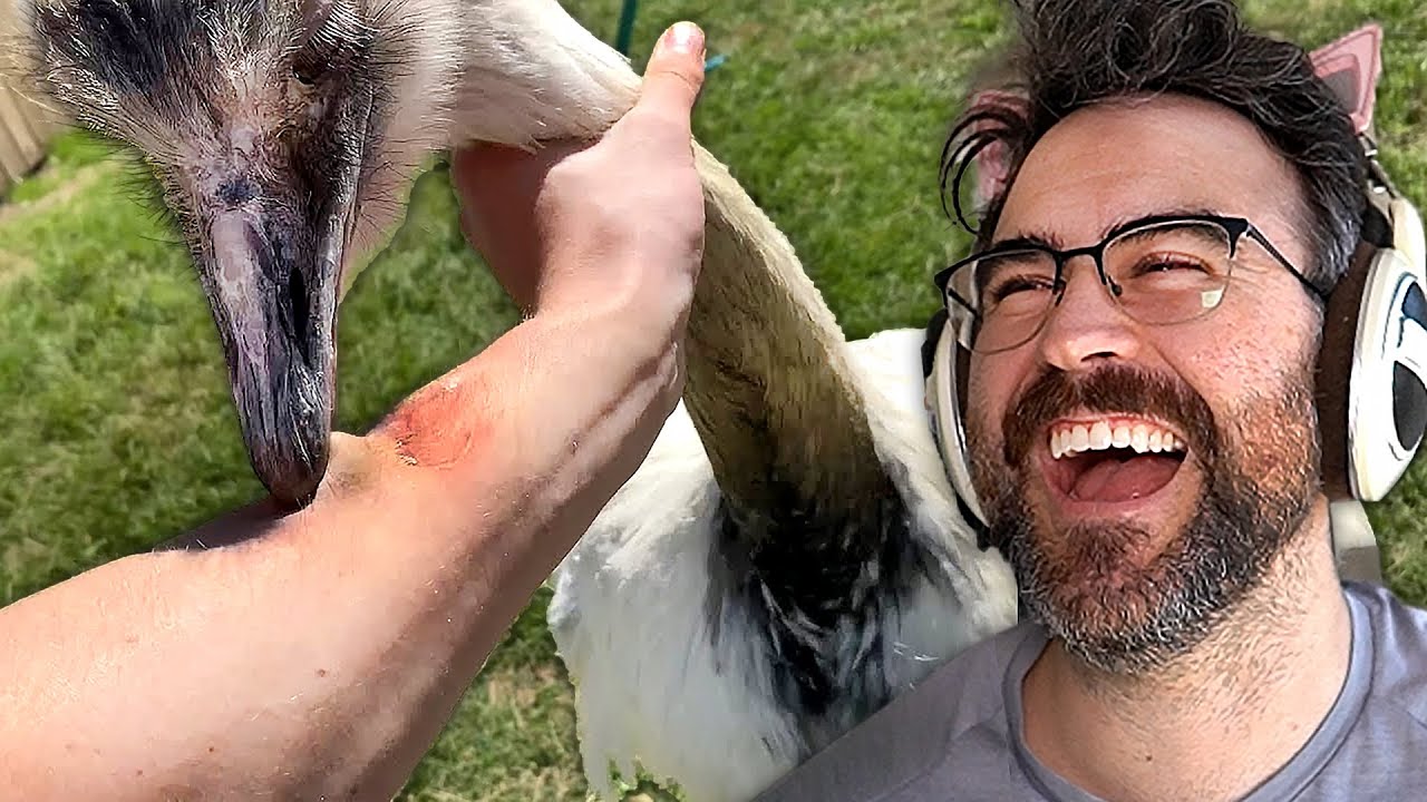 How To Survive A Rhea Attack (Bad Boy Kevin) - SurvivalRelated