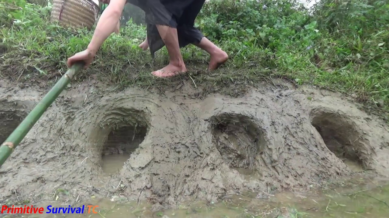 Survival skills: Build many mud holes to trap fish - Primitive skills ...